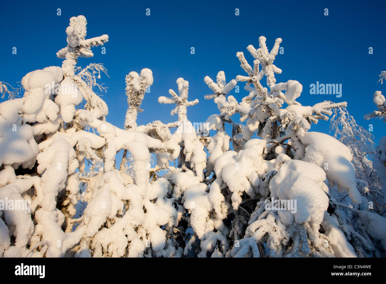 Growing overwintering saplings hi-res stock photography and images - Alamy