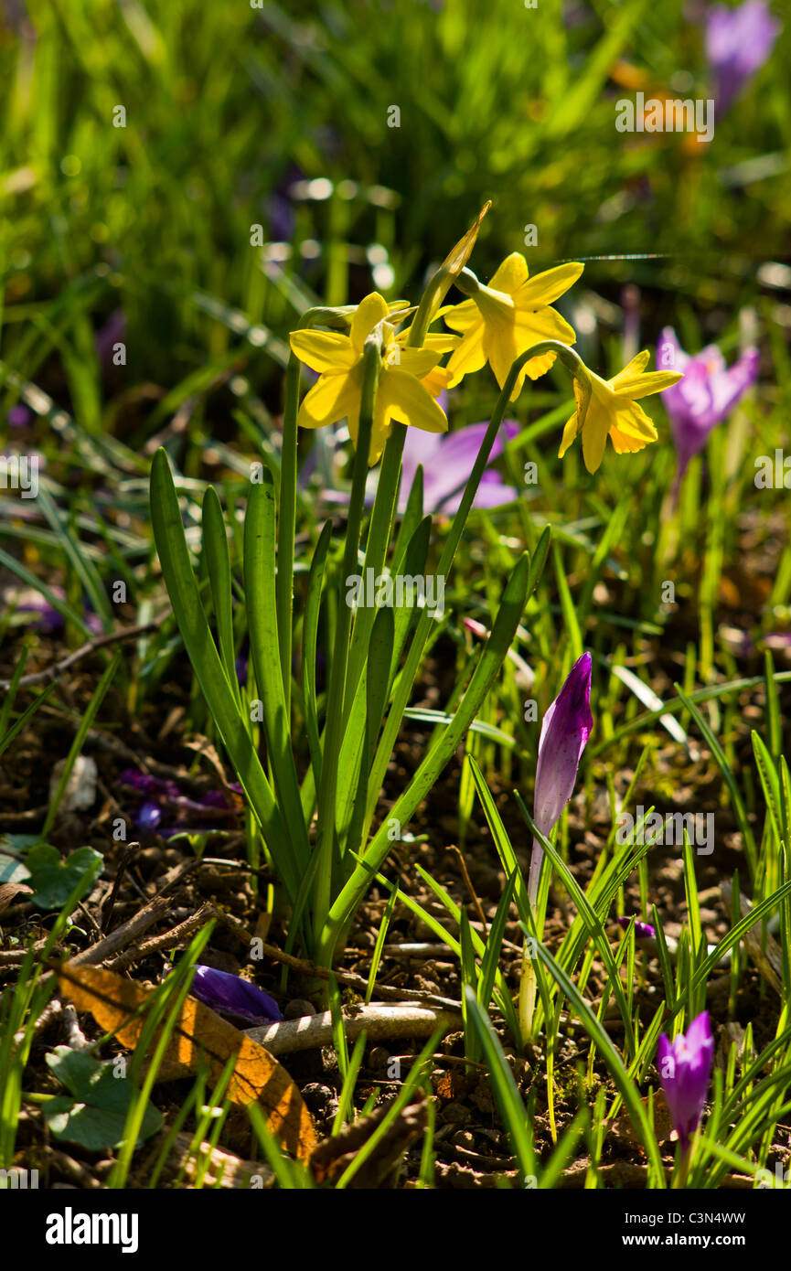 Uk england spring daffodils hi-res stock photography and images - Alamy