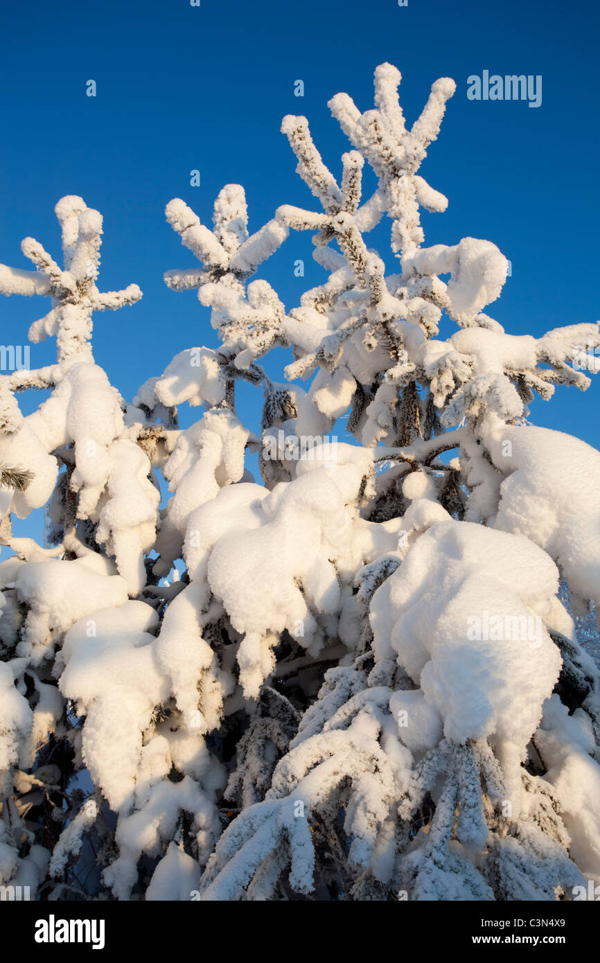 Snow covered pine ( pinus sylvestris ) tree saplings at Winter ...