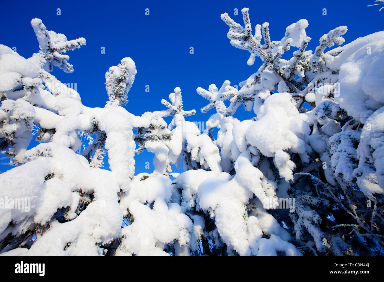 Sapling forest from below hi-res stock photography and images - Alamy