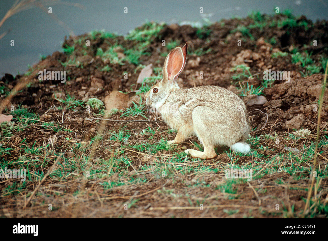Indian Desert hare (Lepus nigricollis dayanus: Leporidae) in desert ...