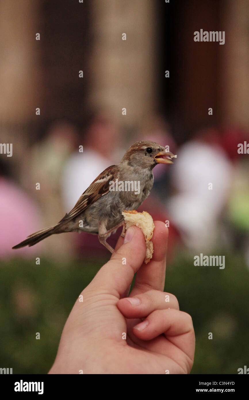 A little sparrow being food Stock Photo - Alamy