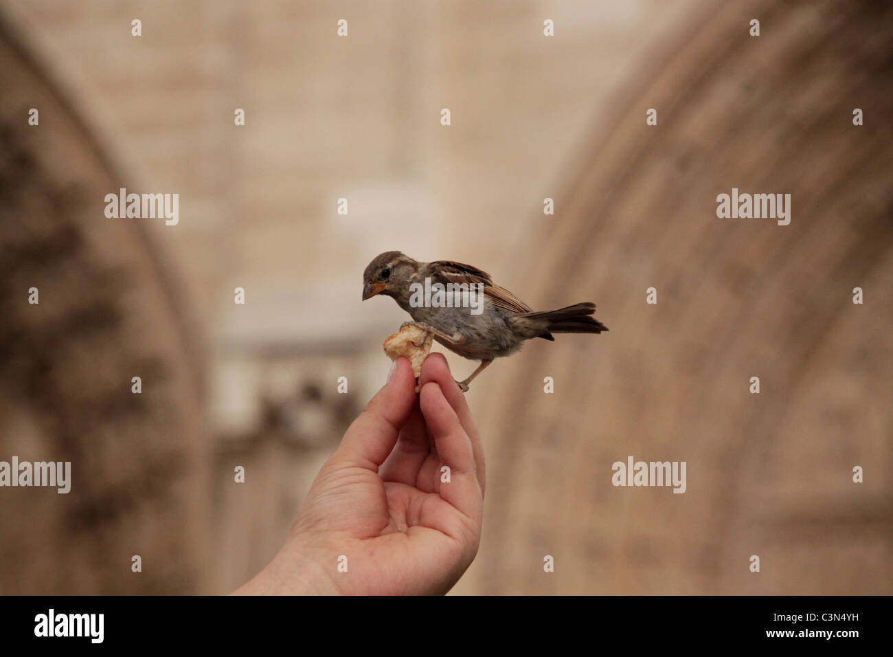 A little sparrow being food Stock Photo - Alamy