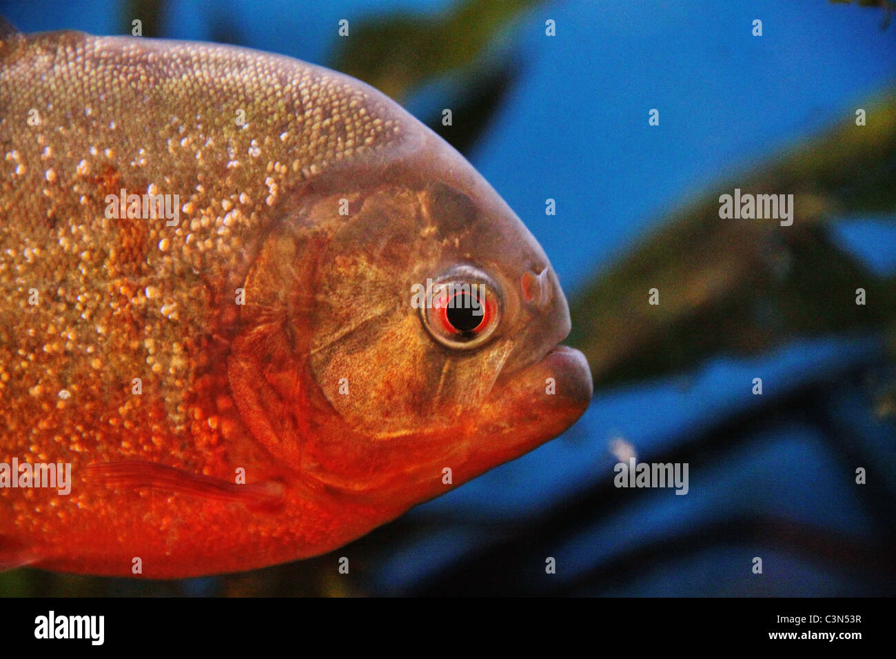 Piranha teeth hi-res stock photography and images - Alamy