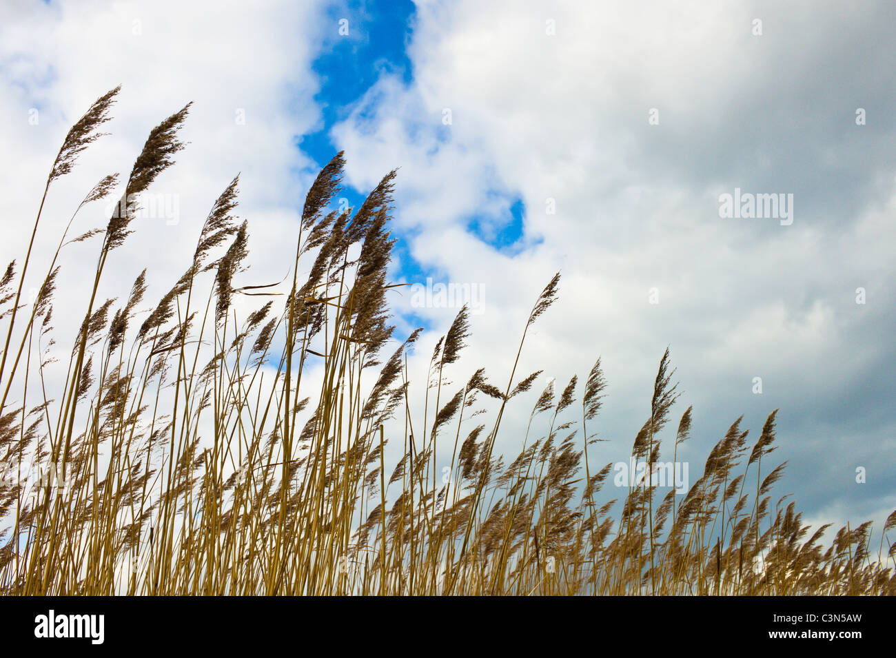 Norfolk Reed against the sky Stock Photo - Alamy
