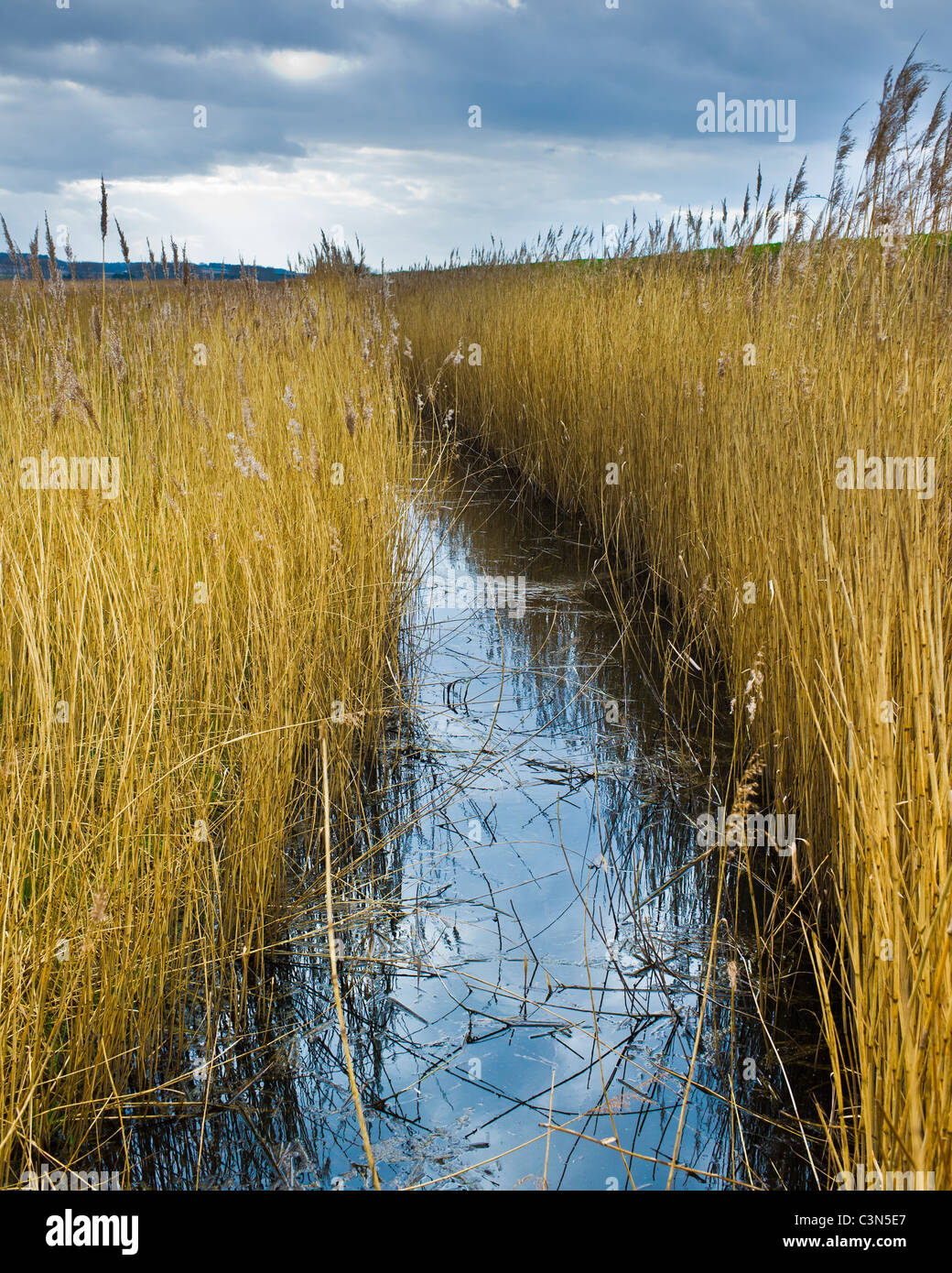Norfolk reed phragmites hi-res stock photography and images - Alamy