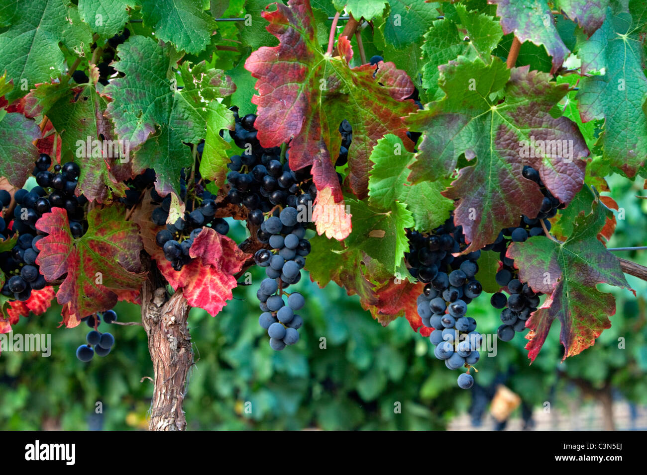 South Africa, Western Cape, near Stellenbosch, mature grapes Stock ...