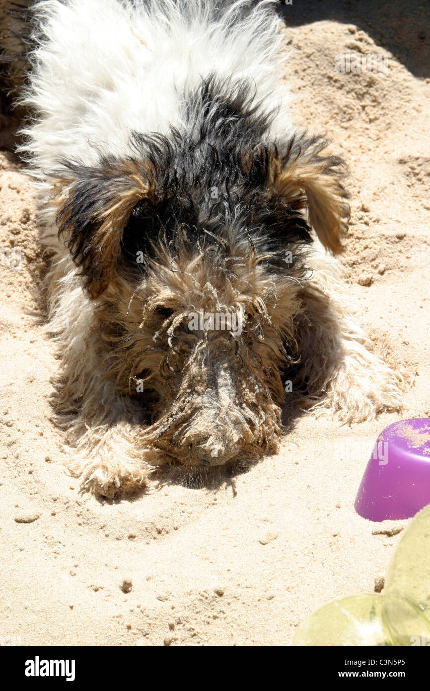 puppy playing in sand Stock Photo - Alamy