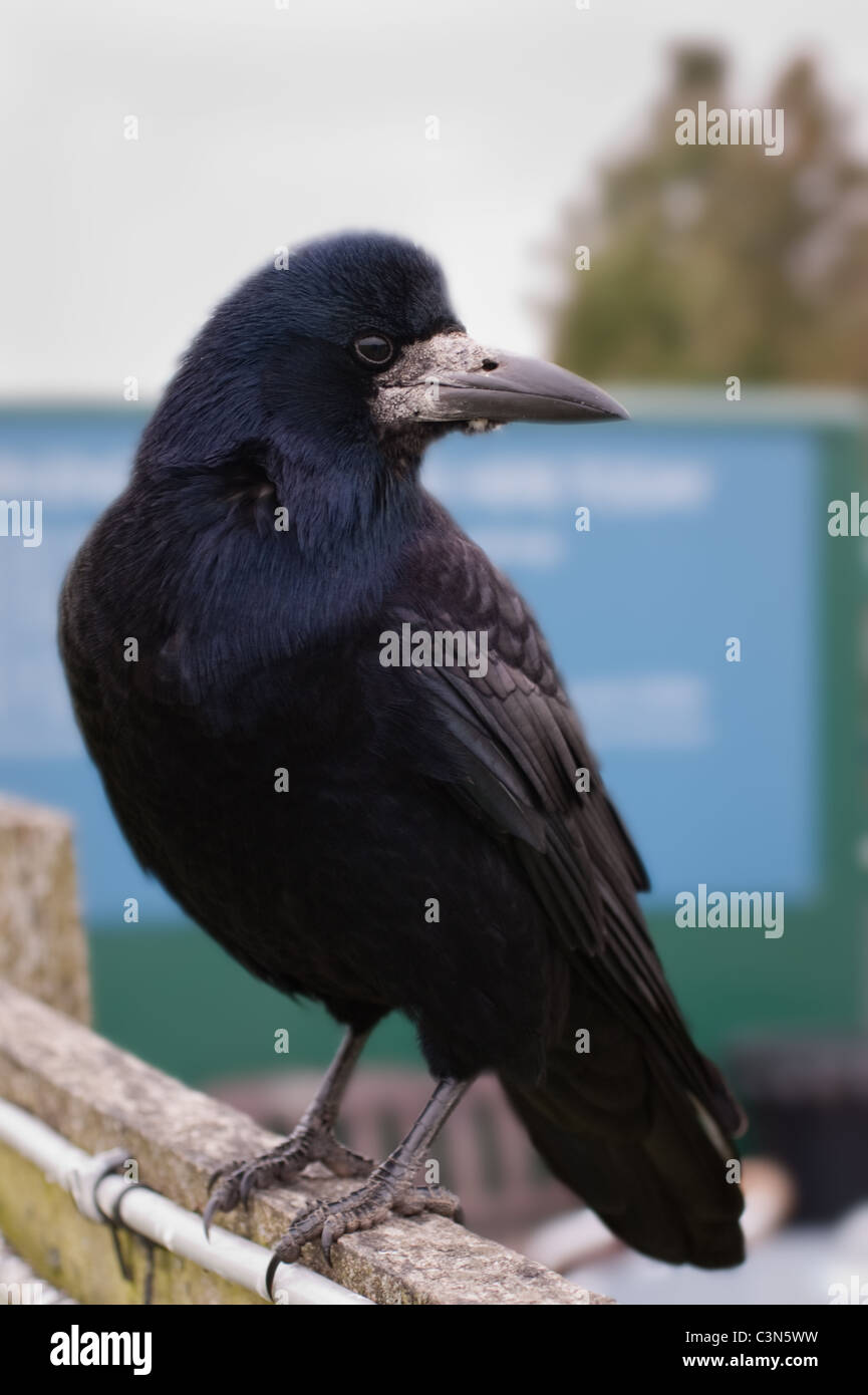 Carrion crow a big black bird native to Western Europe Stock Photo - Alamy