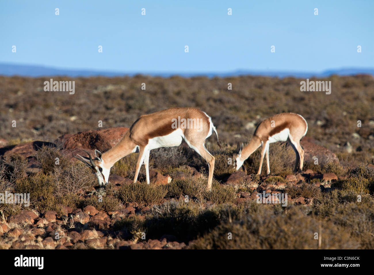 South Africa, Northern Cape, Sutherland, Springboks in Karoo landscape ...