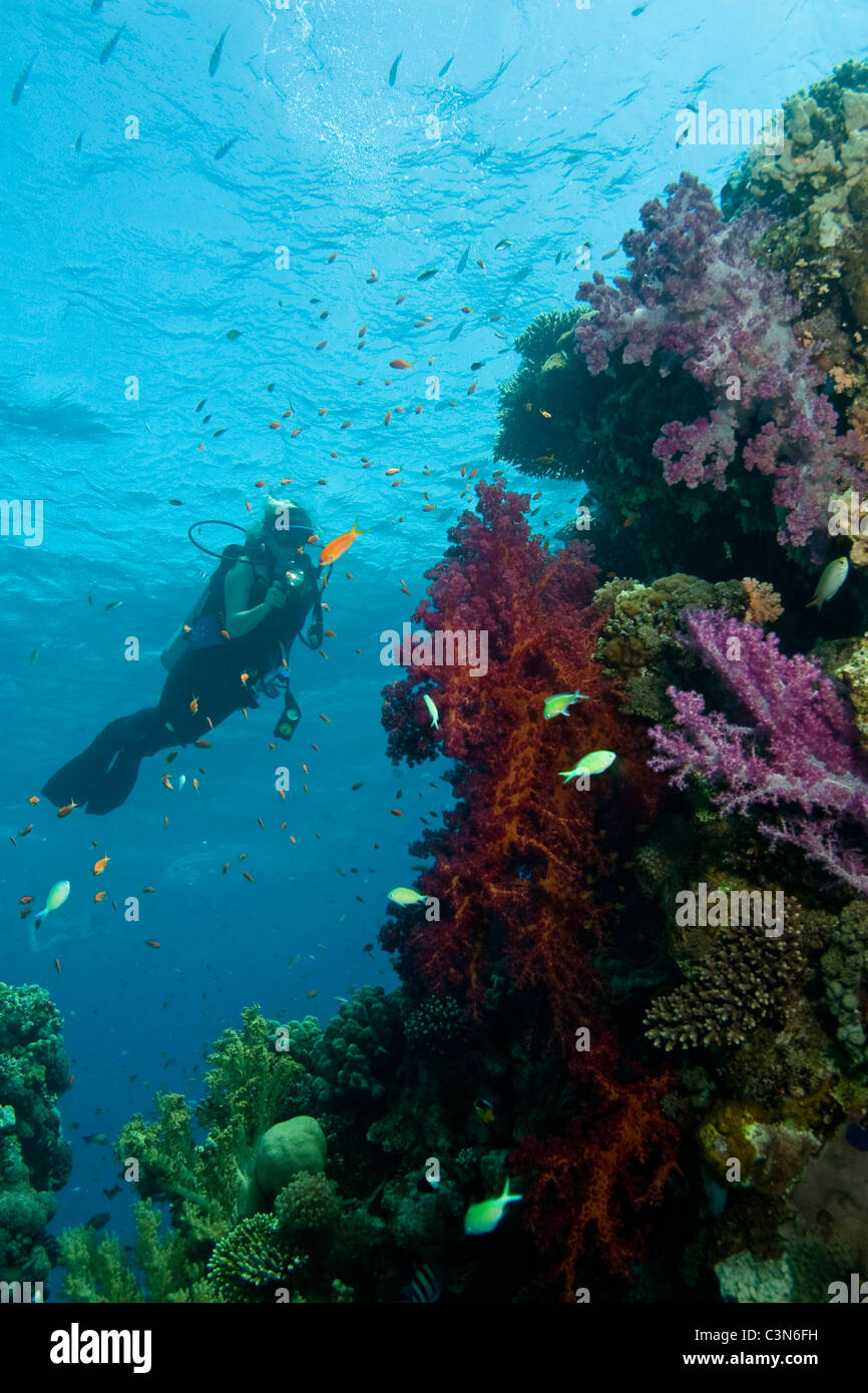 Female diver in moses rock. Colorful soft coral and fish can be seen ...