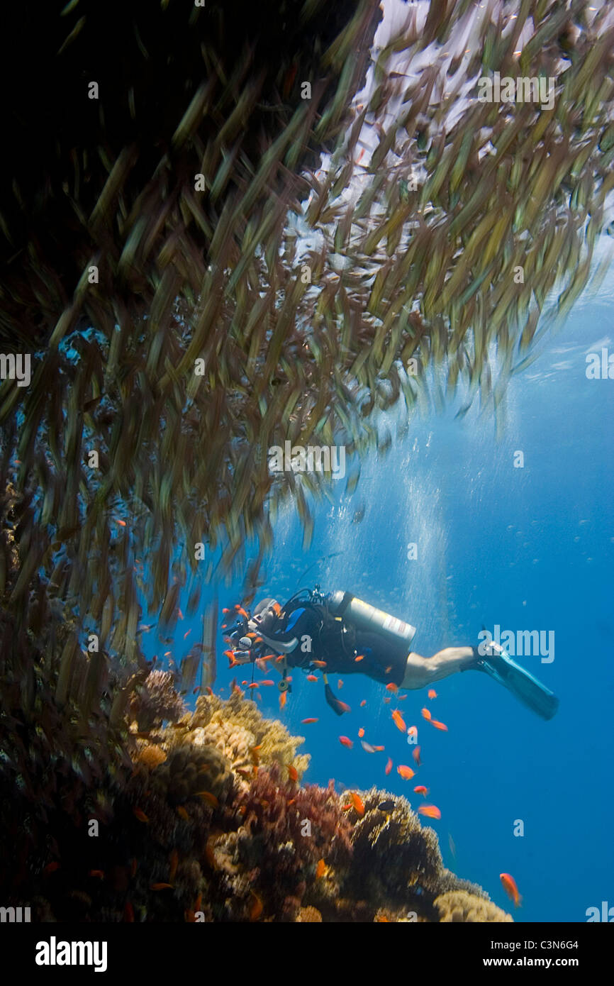 Underwater Photographer and Glassfish - Slow Exposure in Moses Rock ...