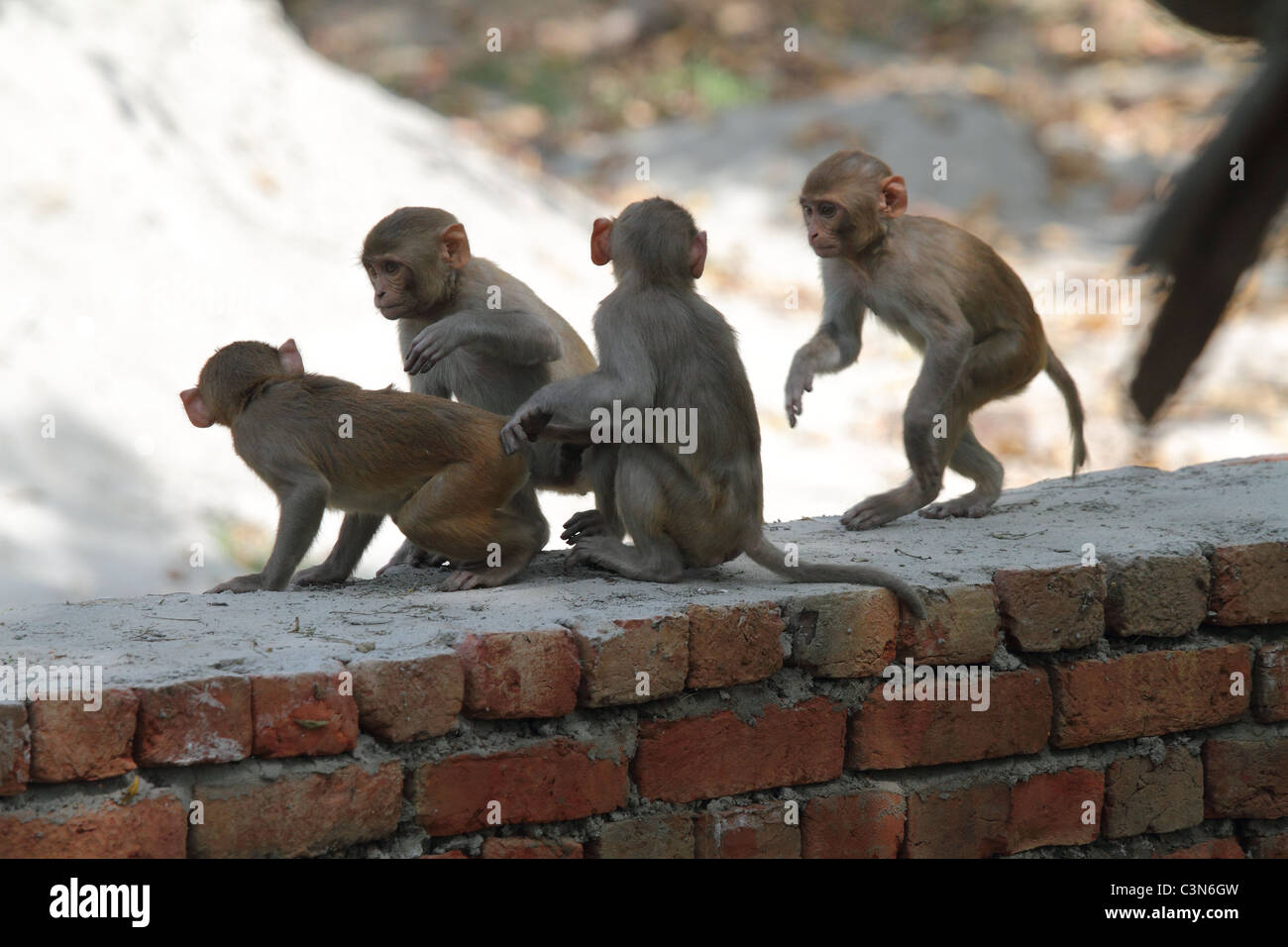 four monkeys on a wall Stock Photo - Alamy