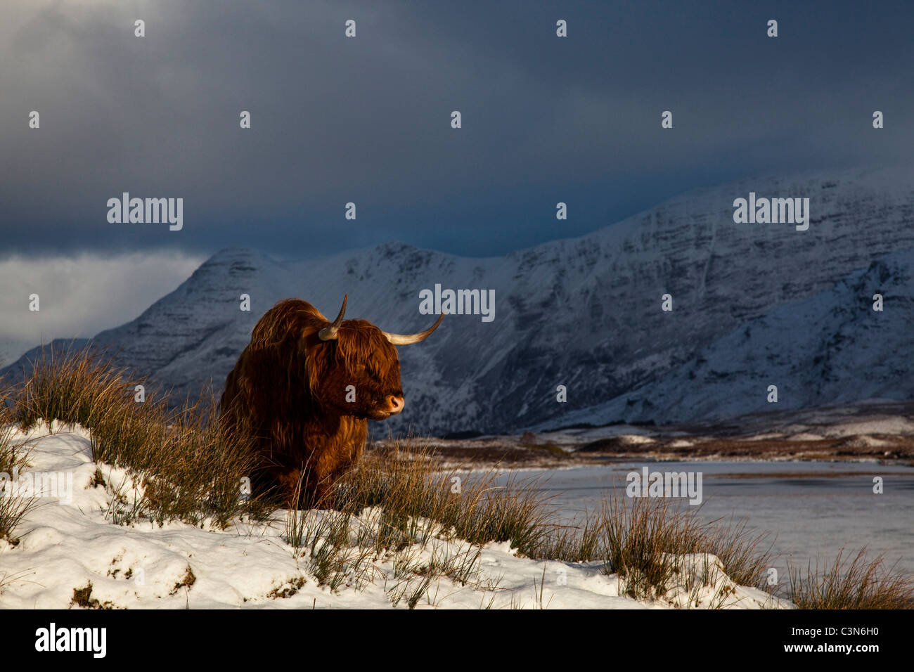 Highland cow scotland snow mountain hi-res stock photography and images ...