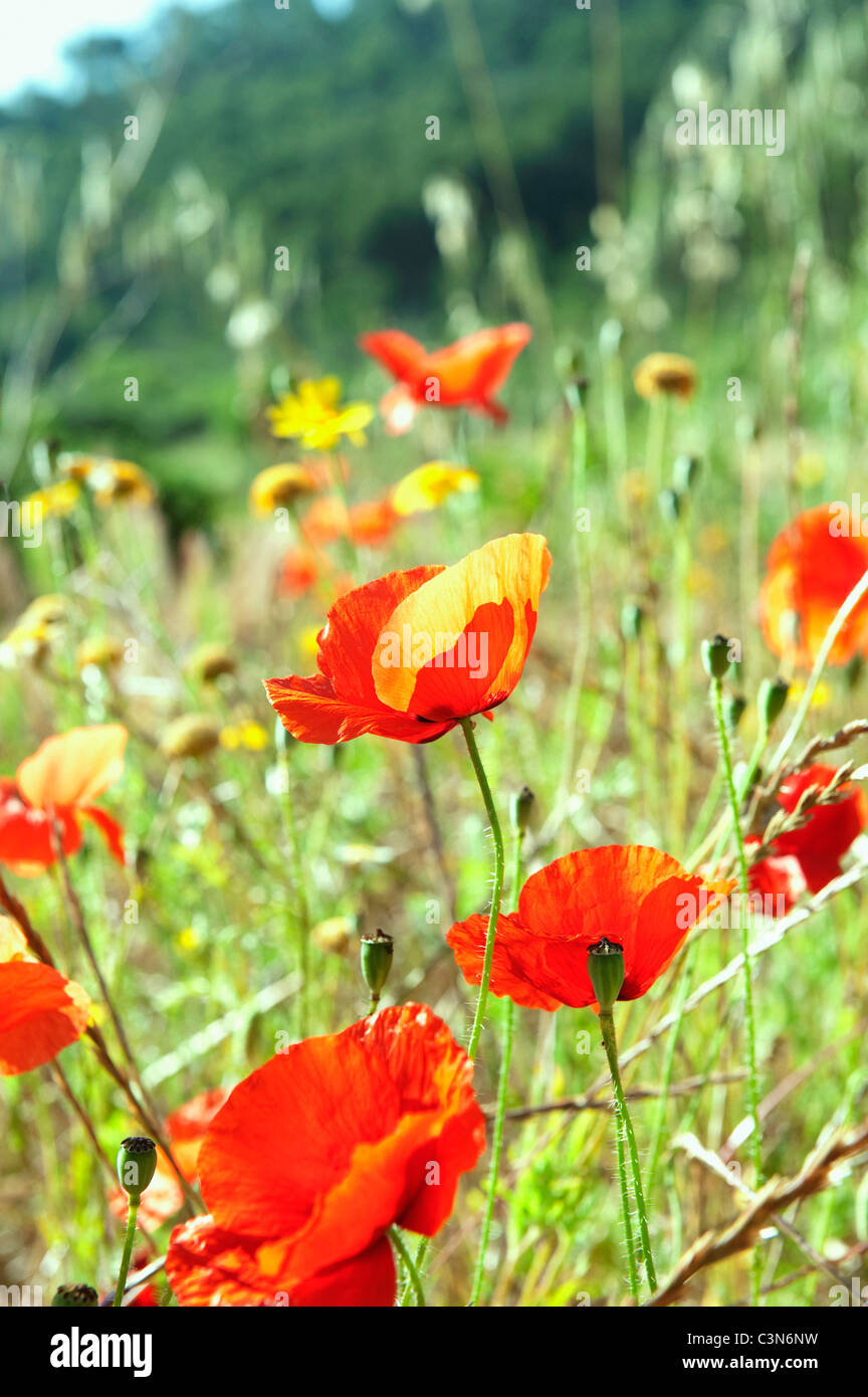 Flowering Poppies growing wild Stock Photo - Alamy