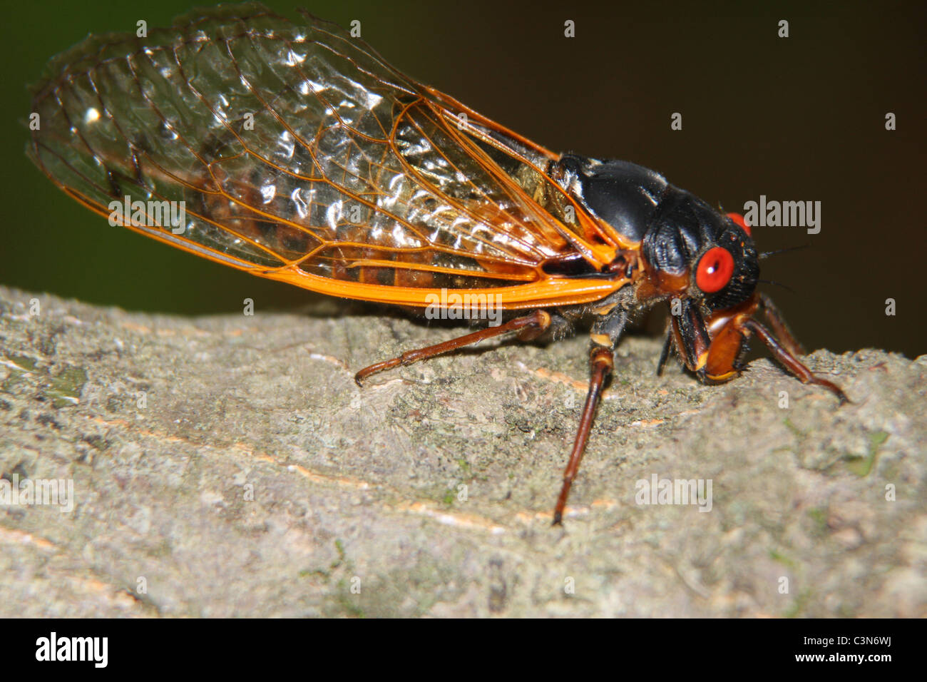 Adult cicadas hi-res stock photography and images - Alamy
