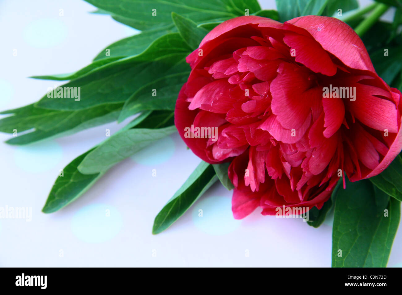 burgundy peony flower with green leaves Stock Photo - Alamy