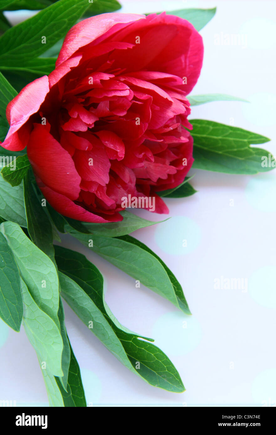 burgundy peony flower with green leaves Stock Photo - Alamy