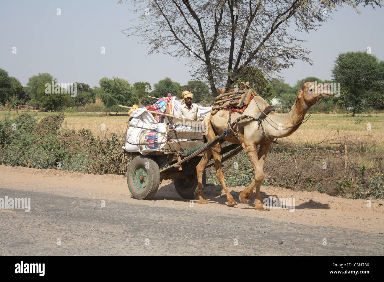Camel drawn cart hi-res stock photography and images - Alamy