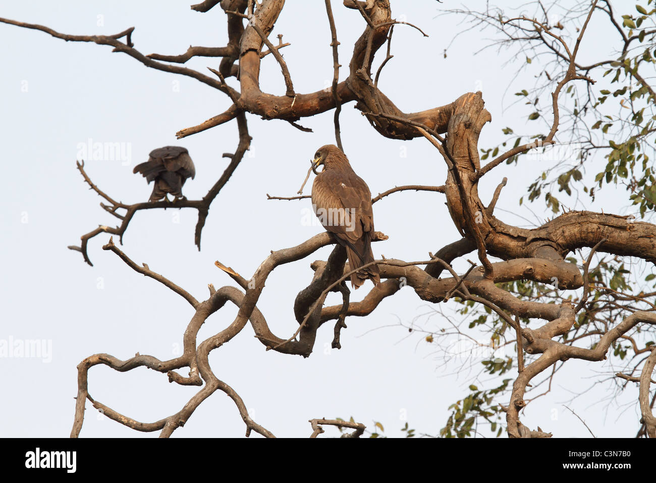 Detailed crow hi-res stock photography and images - Alamy