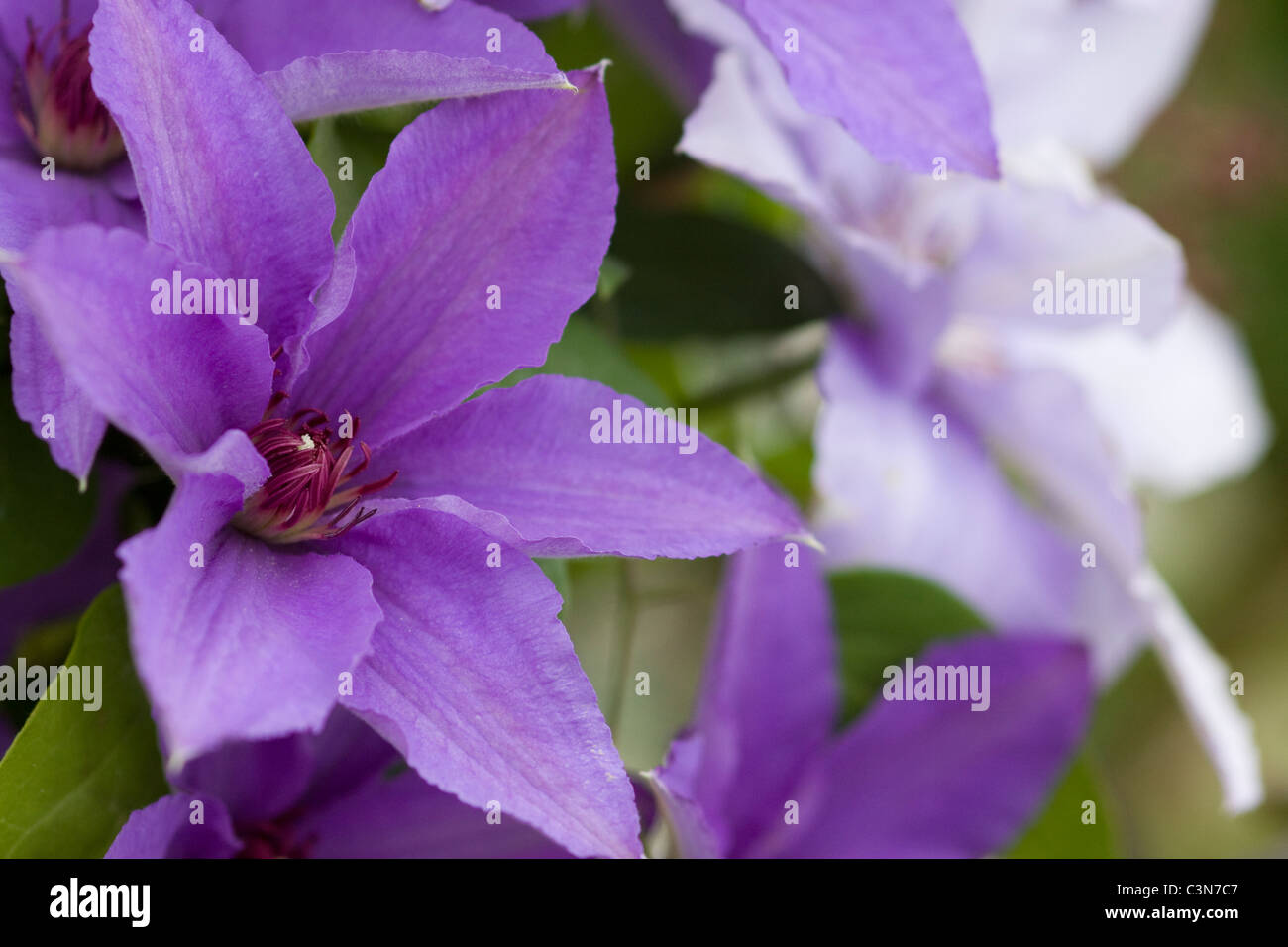 Clematis Parisienne Evipo Close Up Stock Photo - Alamy