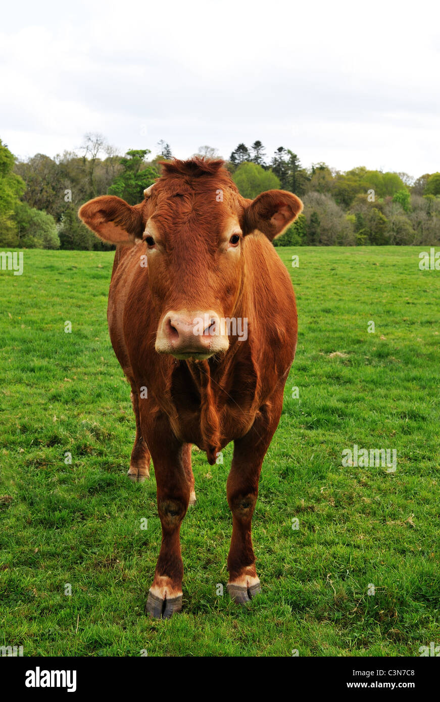 Single cow on a meadow Stock Photo - Alamy