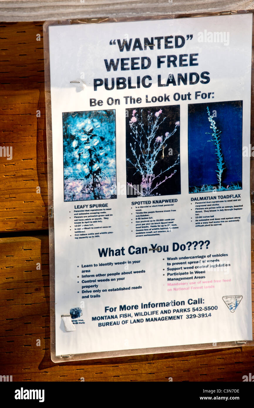 Invasive weeds hi-res stock photography and images - Alamy