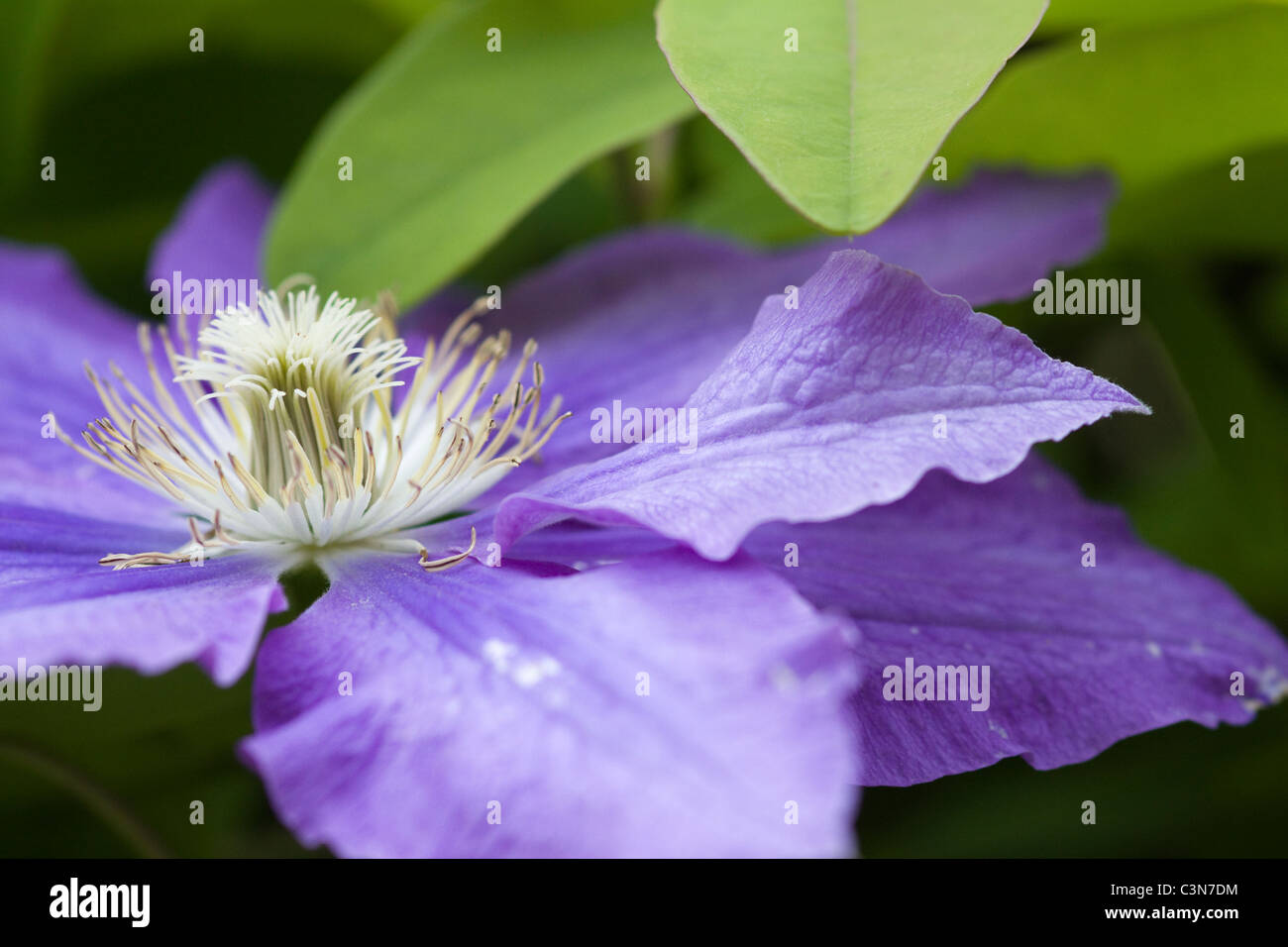 Clematis Parisienne Evipo Close Up Stock Photo - Alamy