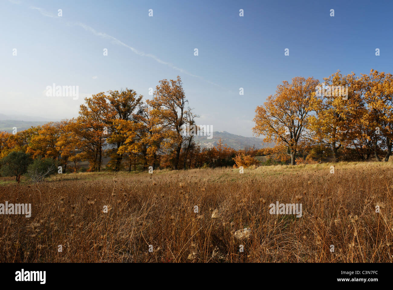 Arid grass hi-res stock photography and images - Alamy
