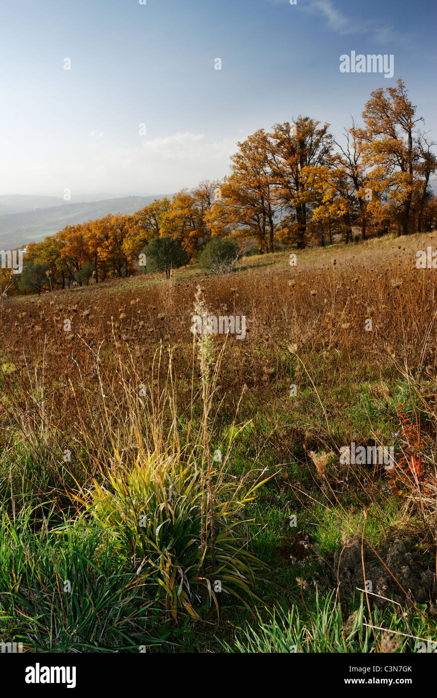Autumn in the grass field Stock Photo - Alamy
