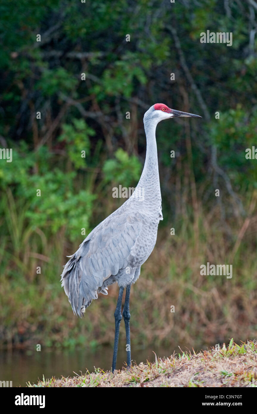 Sandhill Crane: Grus canadensis. Venice Rookery, Florida, USA Stock ...
