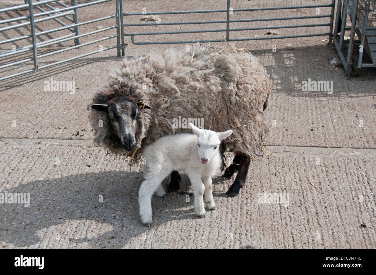 Shetland Sheep: with new lamb Stock Photo - Alamy