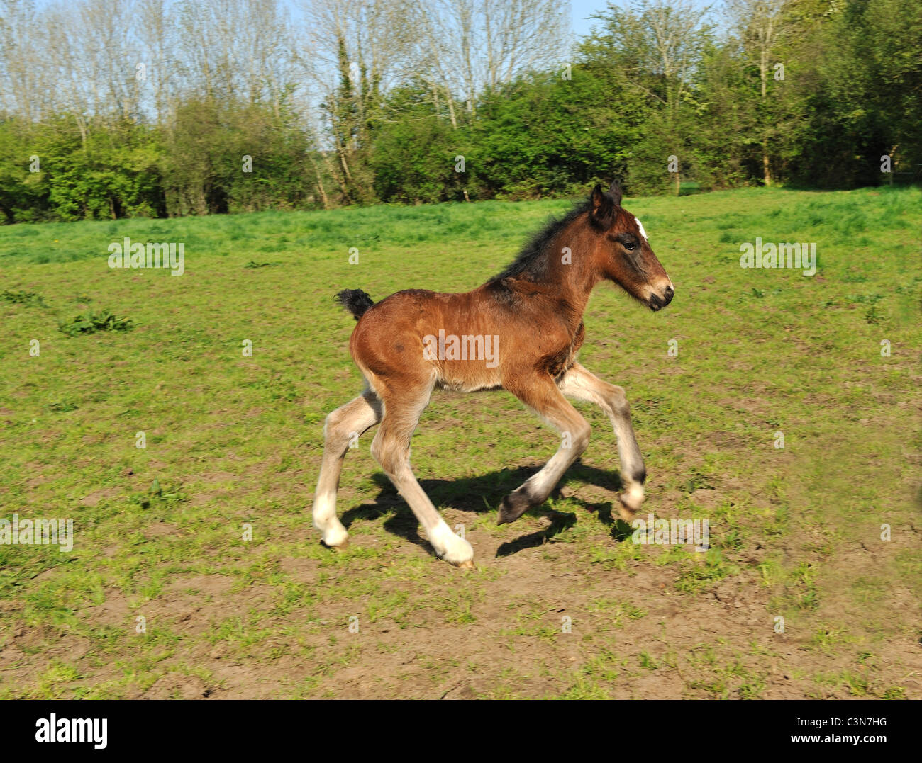 Very young foal running on a fields Stock Photo - Alamy