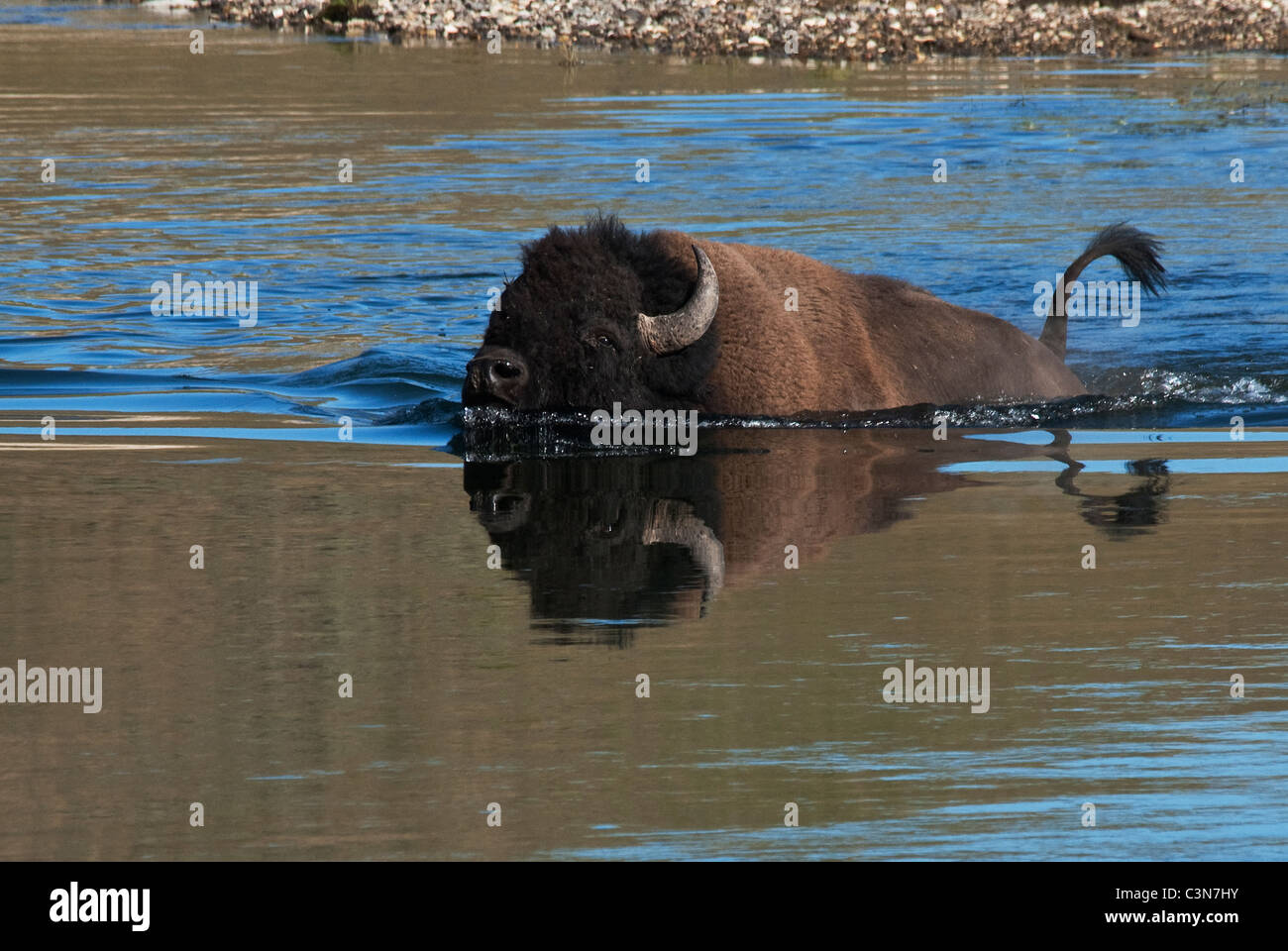 American bison bison bison hi-res stock photography and images - Alamy