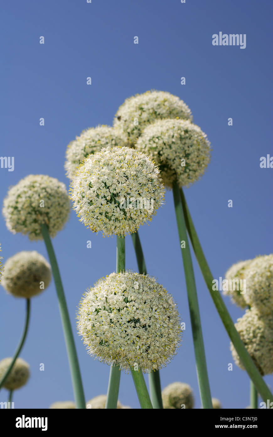 Tall spherical onion flowers and blue sky Stock Photo - Alamy