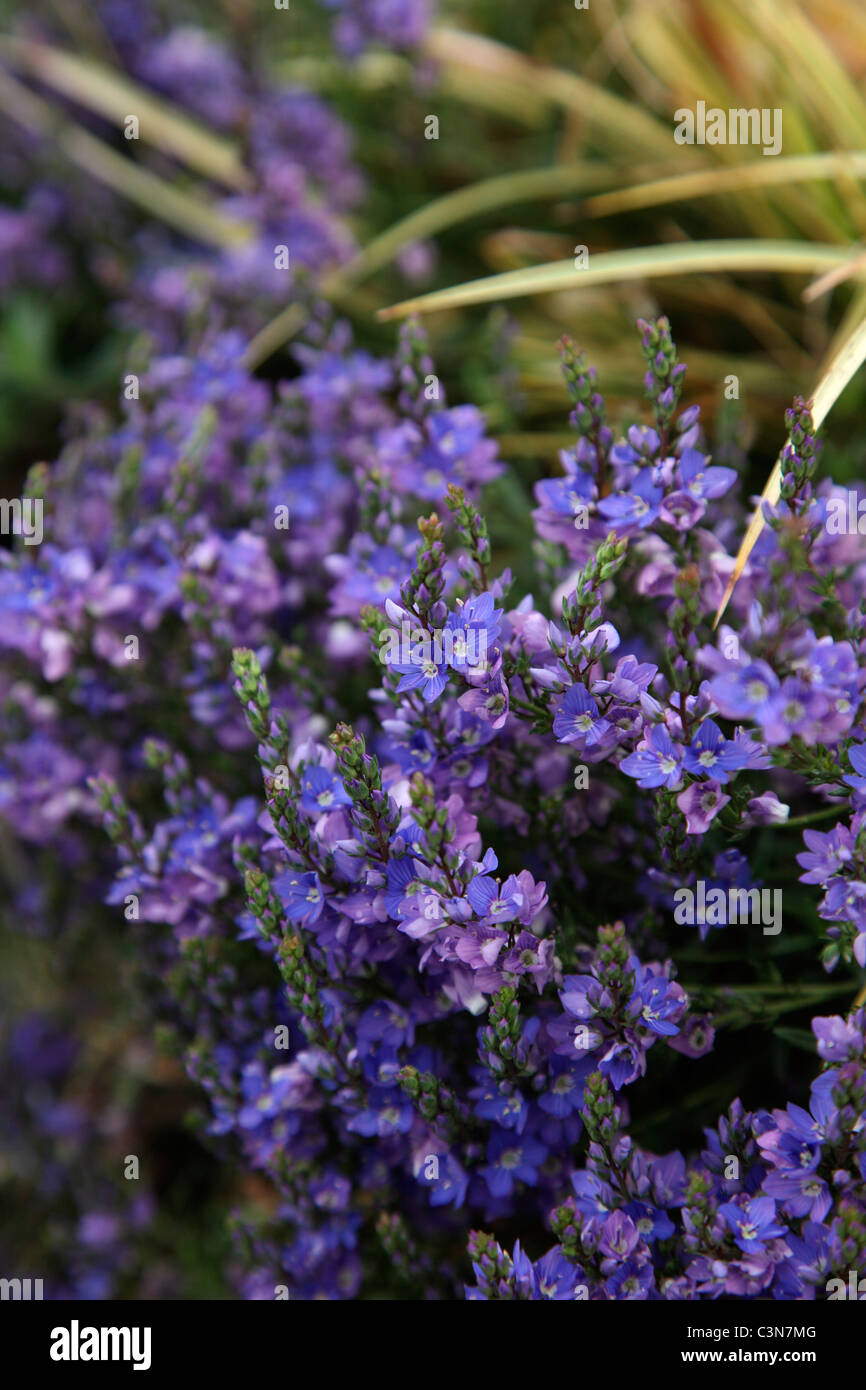 Veronica prostrata hi-res stock photography and images - Alamy