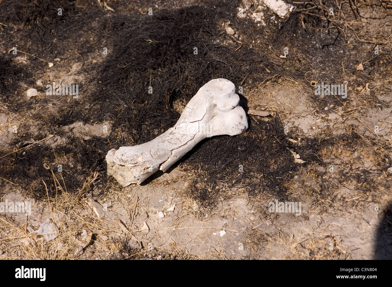 Probably bone hi-res stock photography and images - Alamy
