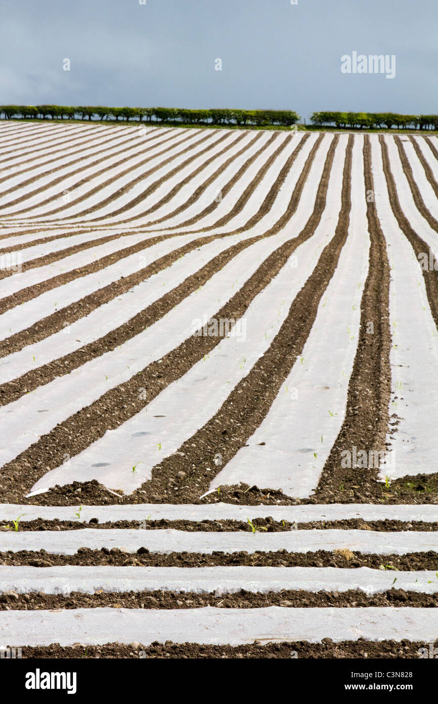 Pictures over the lines hi-res stock photography and images - Alamy