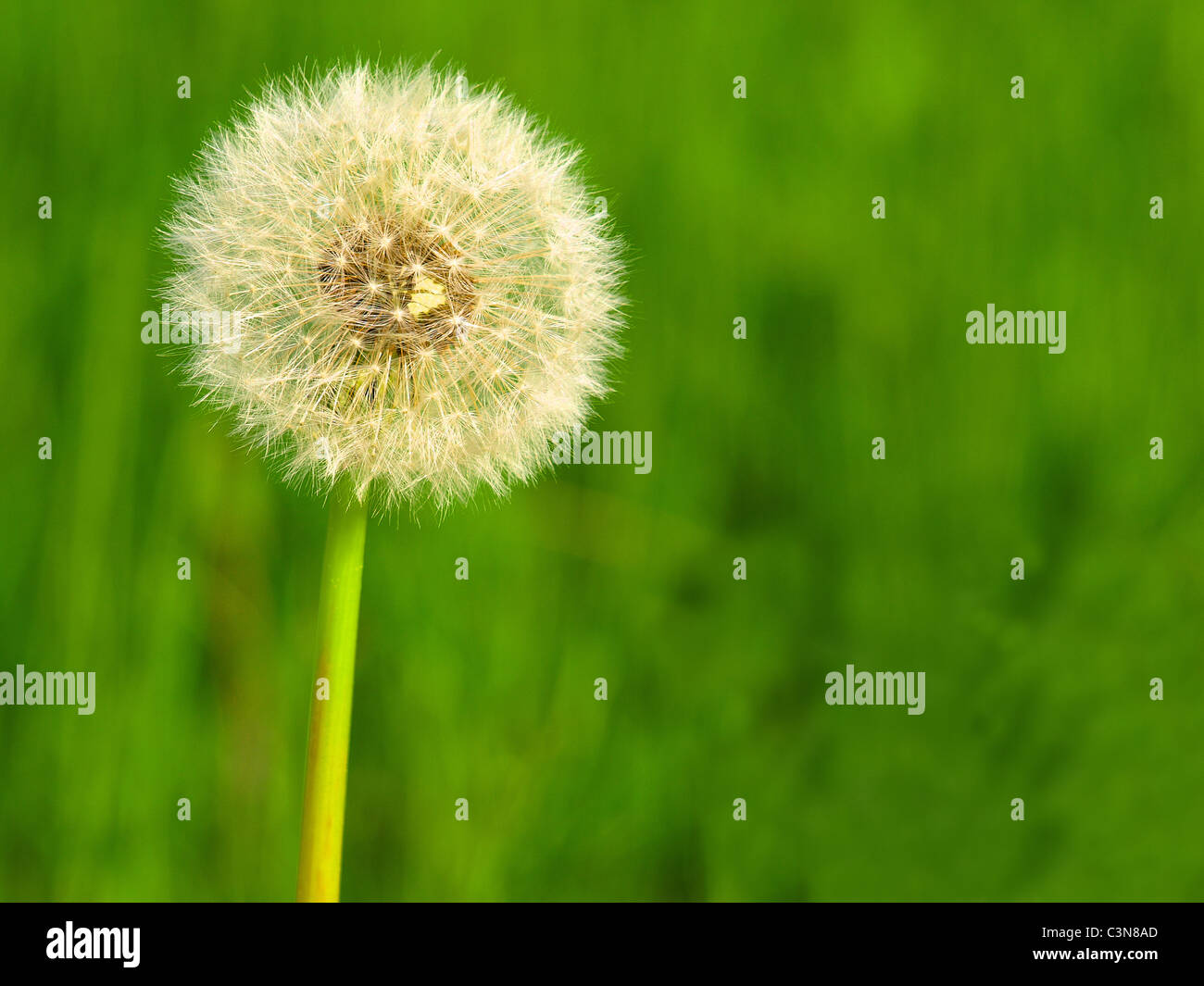 Single dandelion in grass Stock Photo - Alamy
