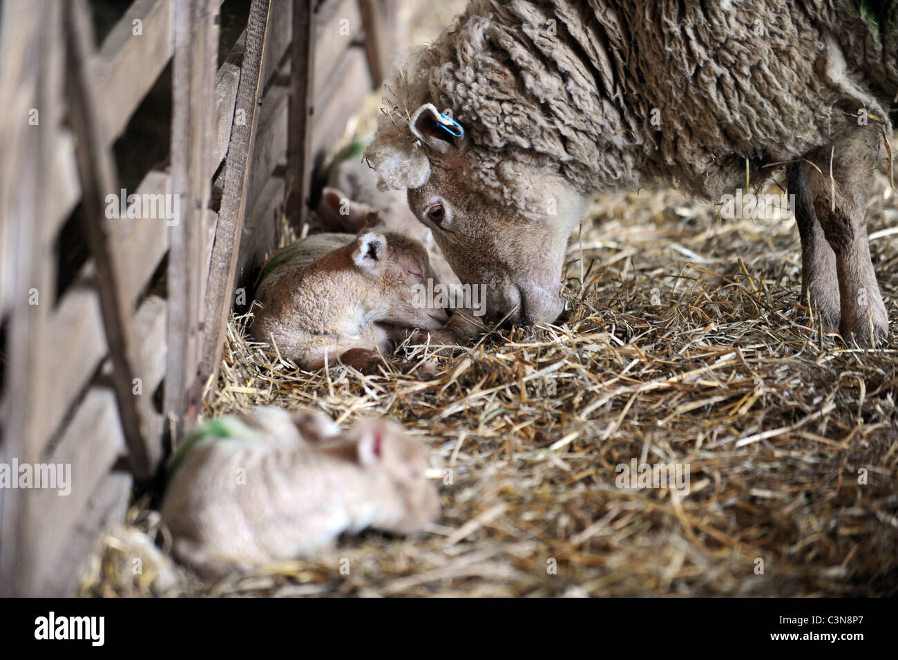 Coombes farm hi-res stock photography and images - Alamy