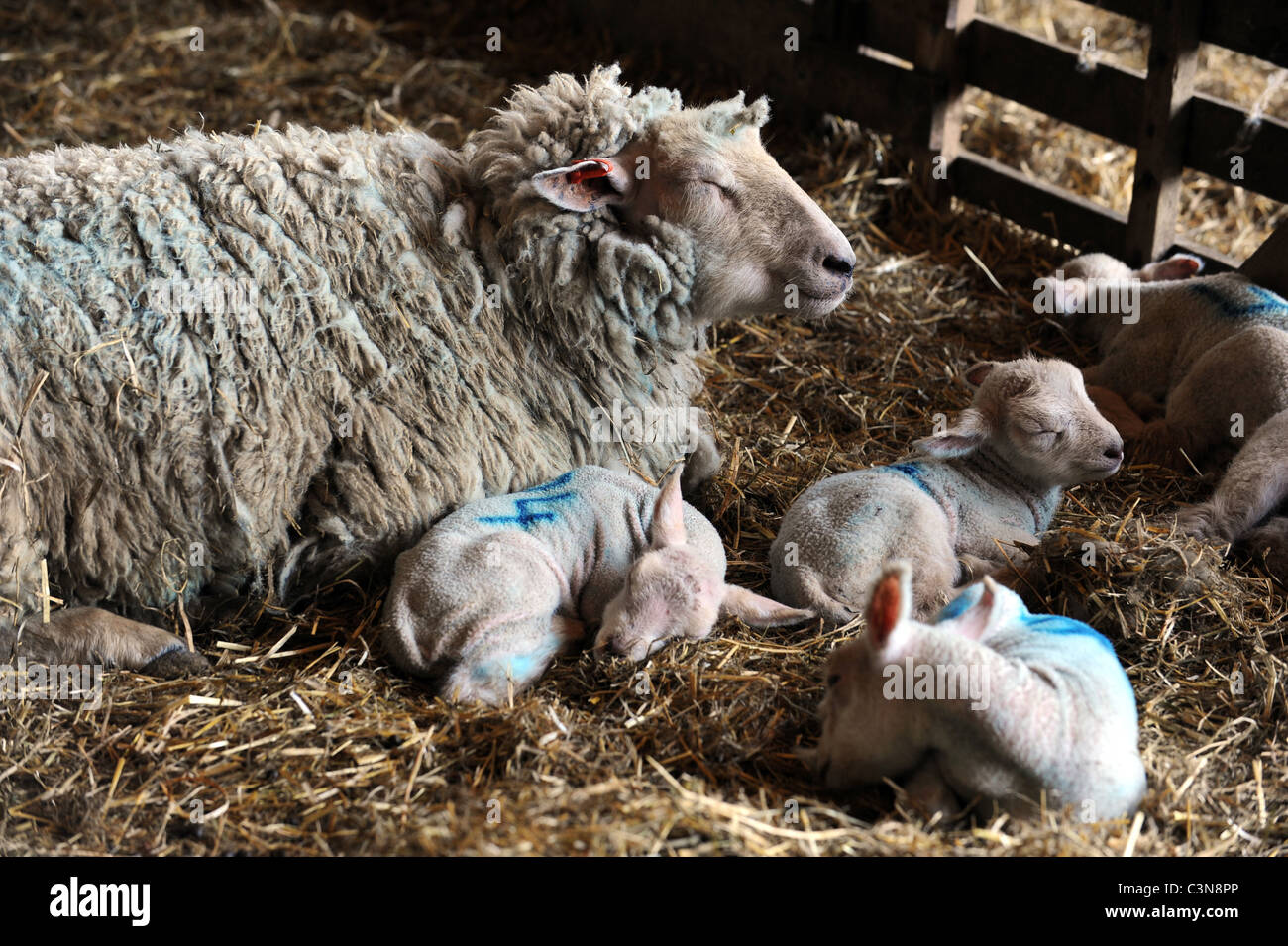 New born spring lambs at Coombes Farm in Sussex Stock Photo - Alamy