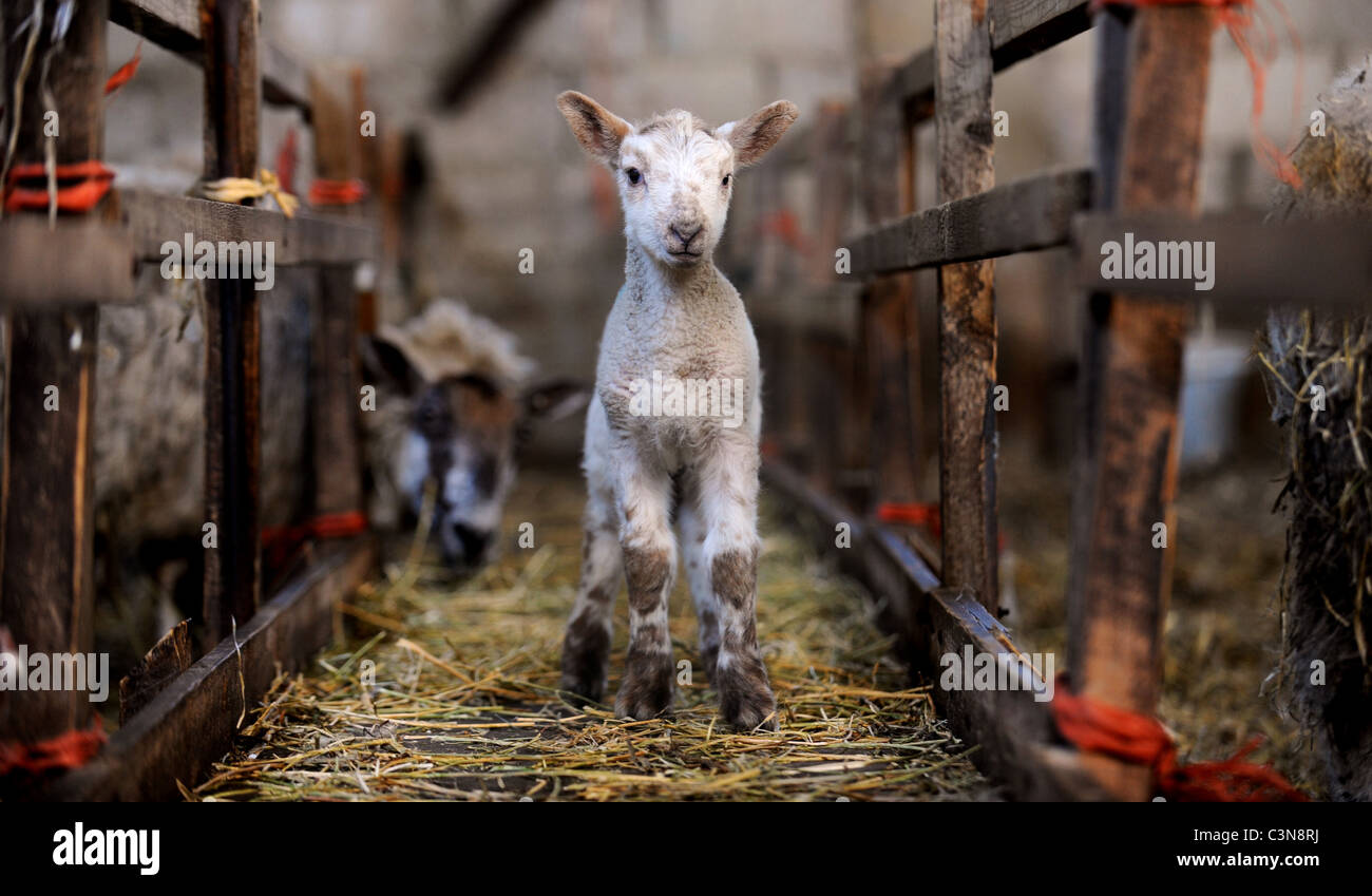 New born spring lambs at Coombes Farm in Sussex Stock Photo - Alamy