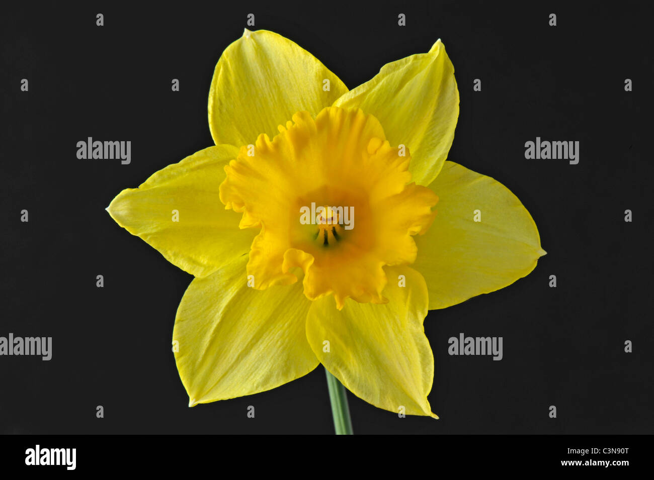 A single yellow daffodil flower shot against a black background Stock ...
