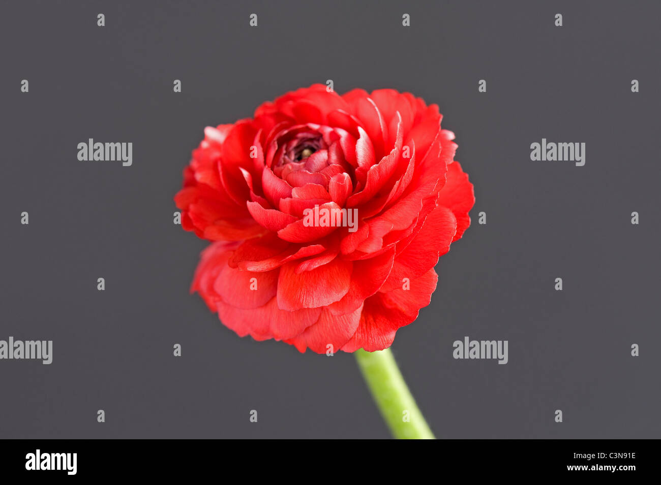 A single red ranunculus flower shot against a dark grey background ...
