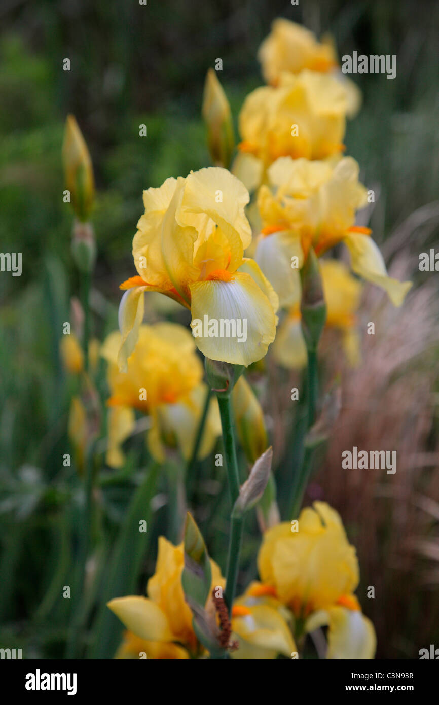 Iris 'Pale Primrose' - Tall Bearded Iris Stock Photo - Alamy