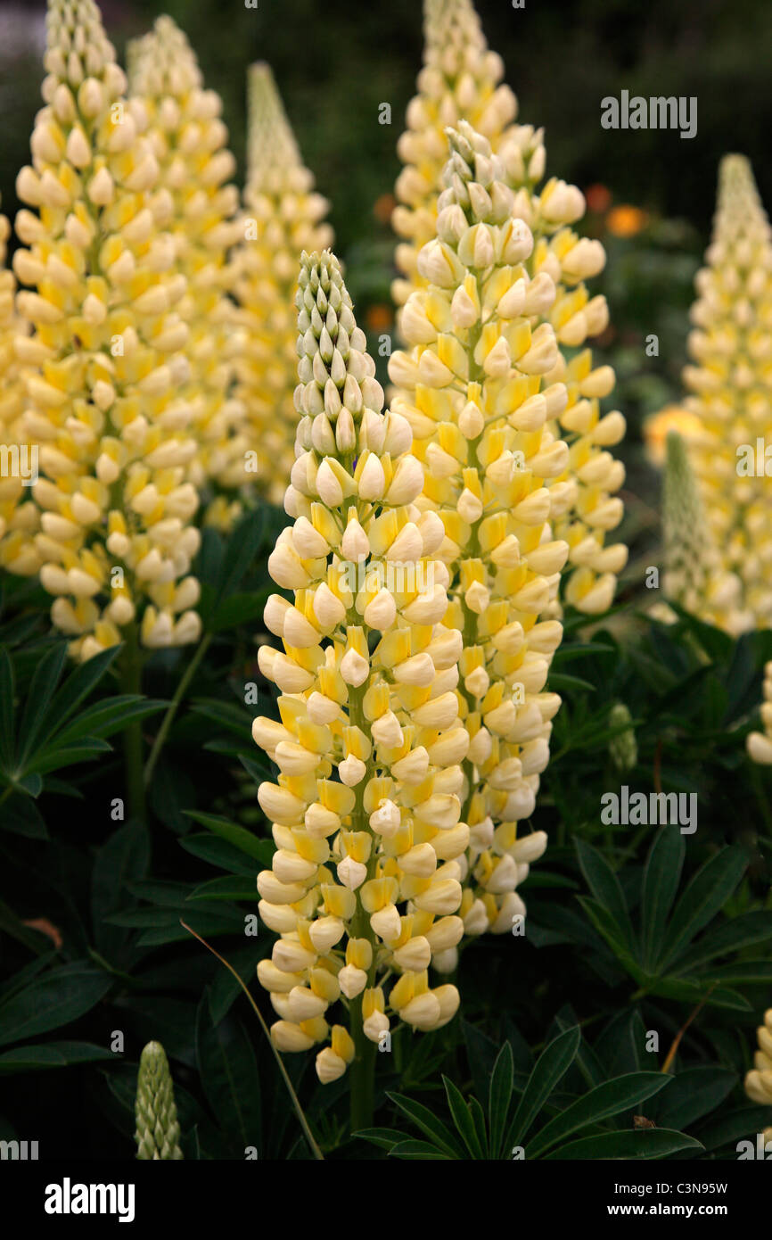 Yellow Lupin High Resolution Stock Photography and Images - Alamy