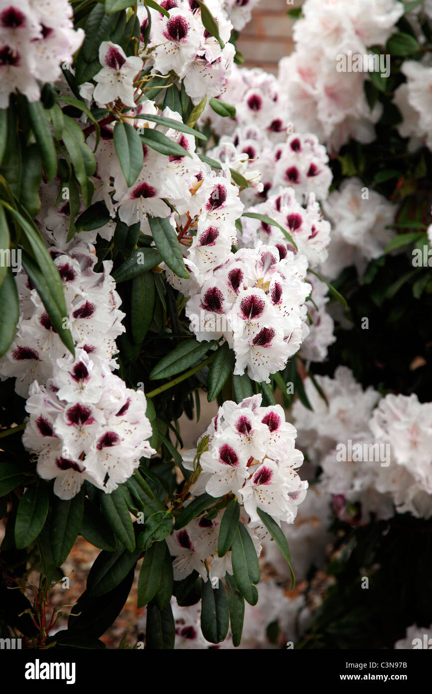 Black and white rhododendron hi-res stock photography and images - Alamy