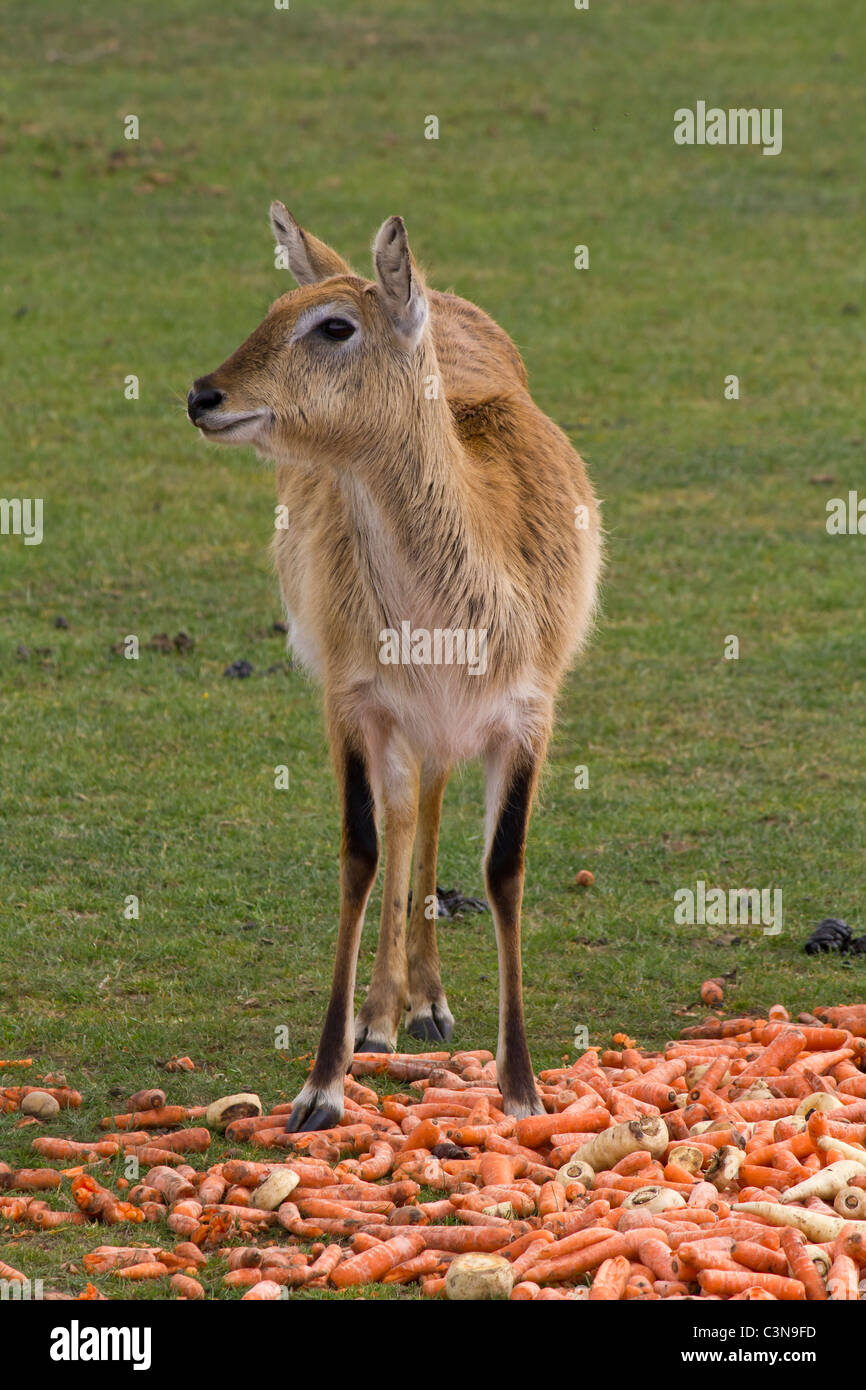 A lovely red lechwe feeding on carrots at the yorkshire Wildlife park ...