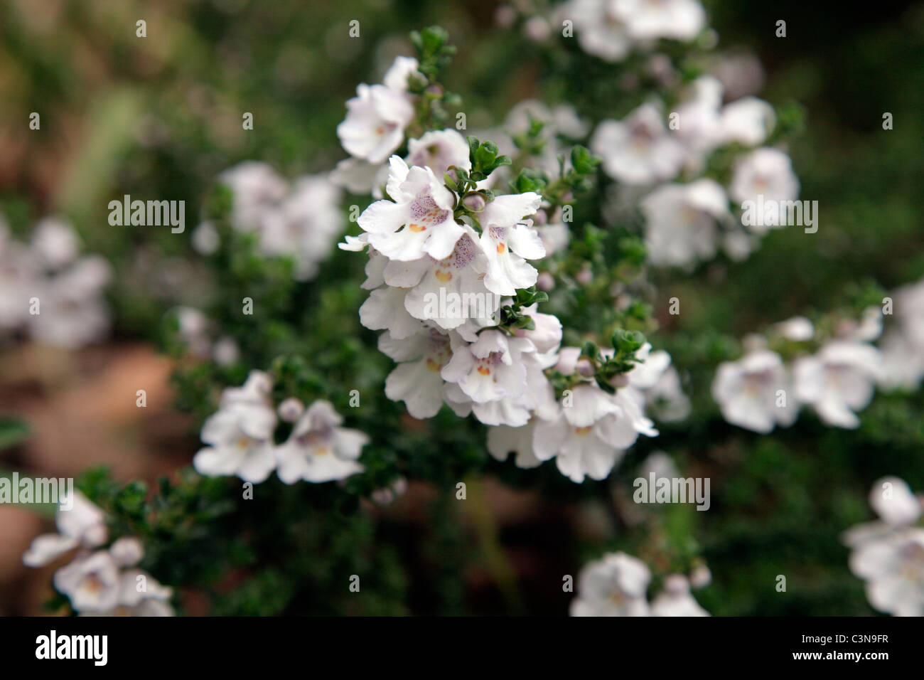Prostanthera hi-res stock photography and images - Alamy