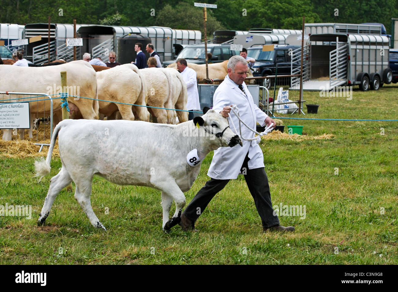 Competition cow at the South Suffolk Show held at Ampton, Suffolk on ...